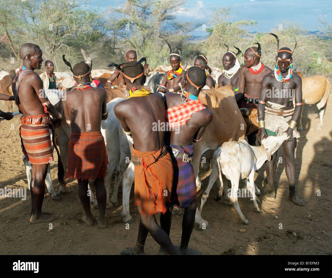 Hamar men line up steers at a 'Jumping of the Bull' ceremony Stock ...