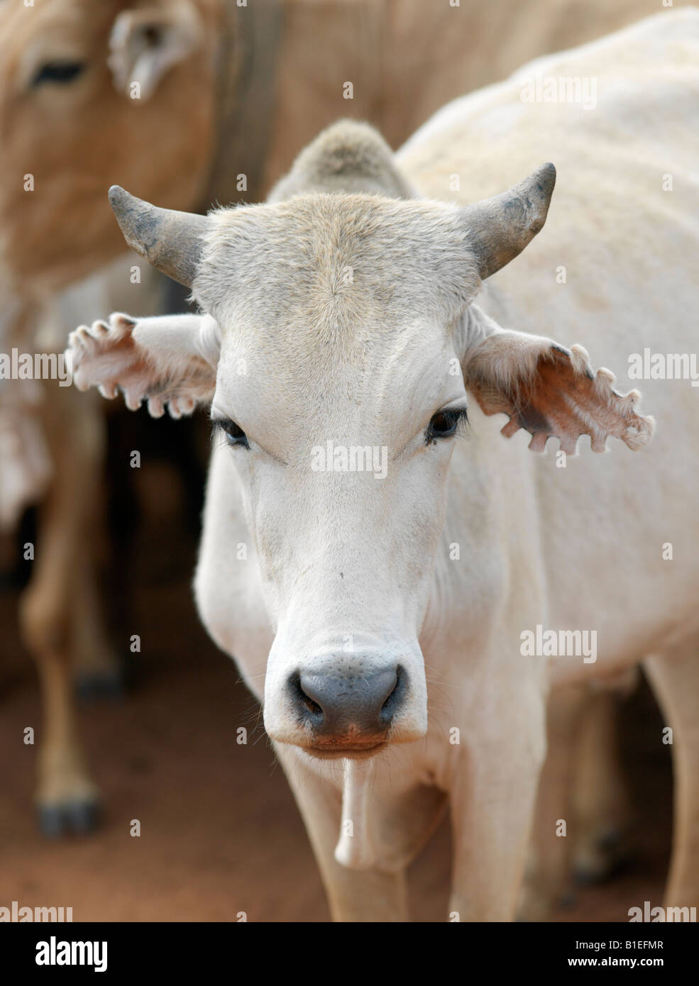 Most Hamar cattle have their ears serrated. The semi-nomadic Hamar of ...