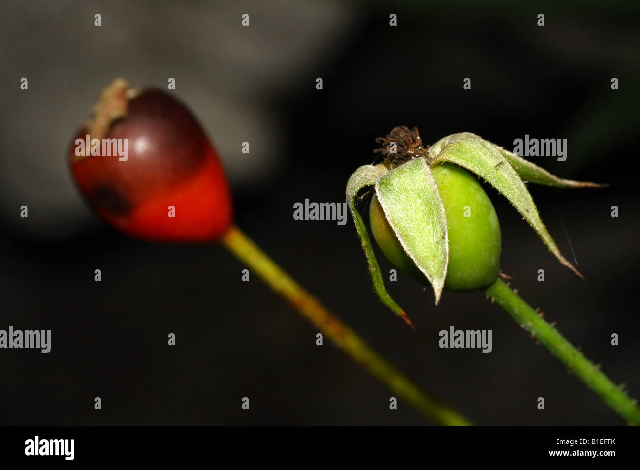 Seeds of Roses Stock Photo - Alamy