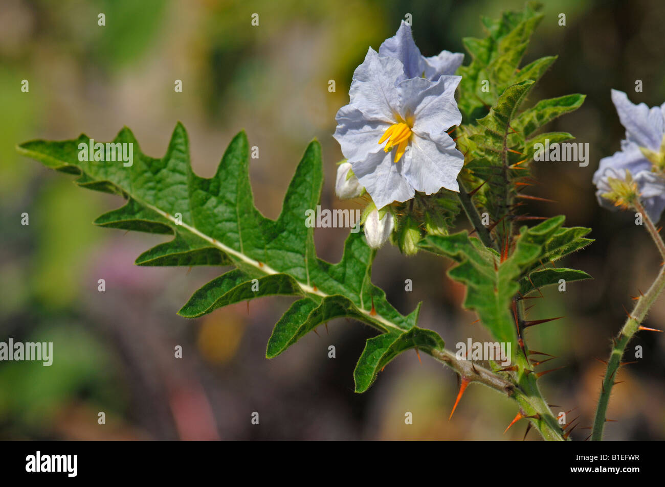 Sticky Nightshade (Solanum sisymbrifolium), flowering Stock Photo - Alamy
