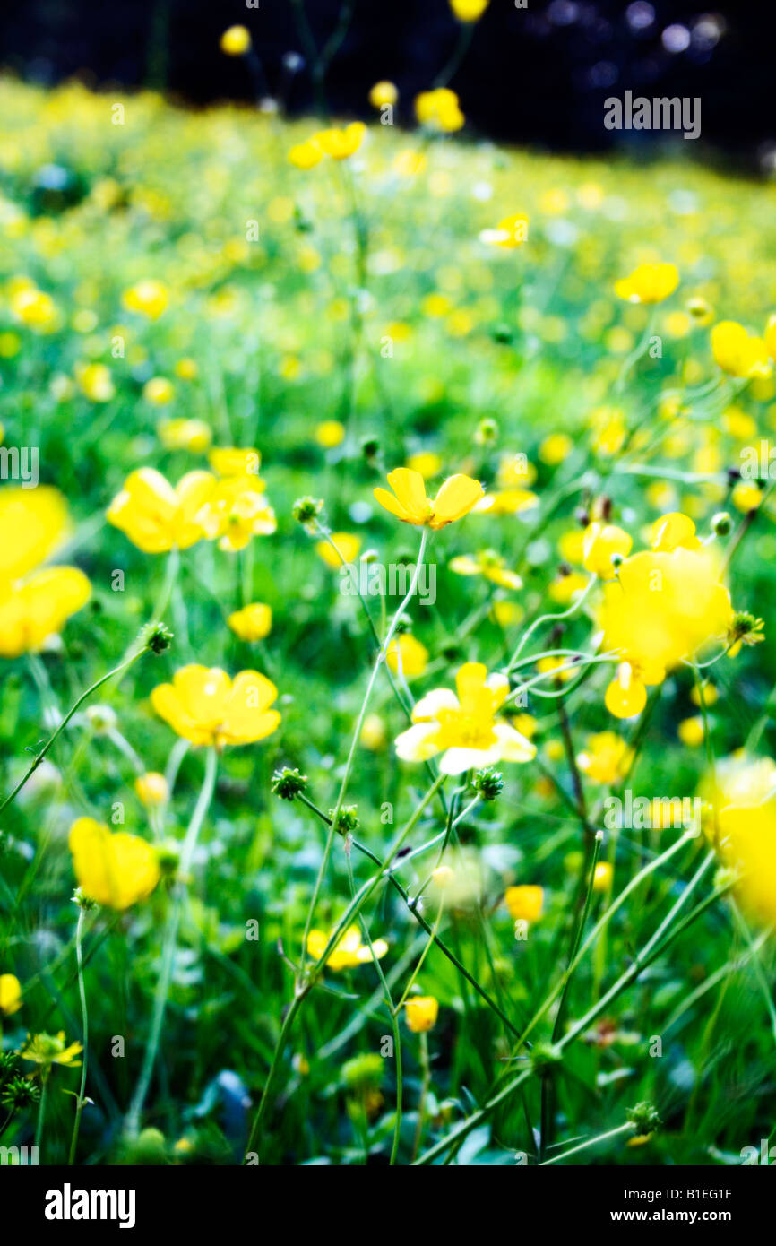 dazzling buttercup field Stock Photo - Alamy
