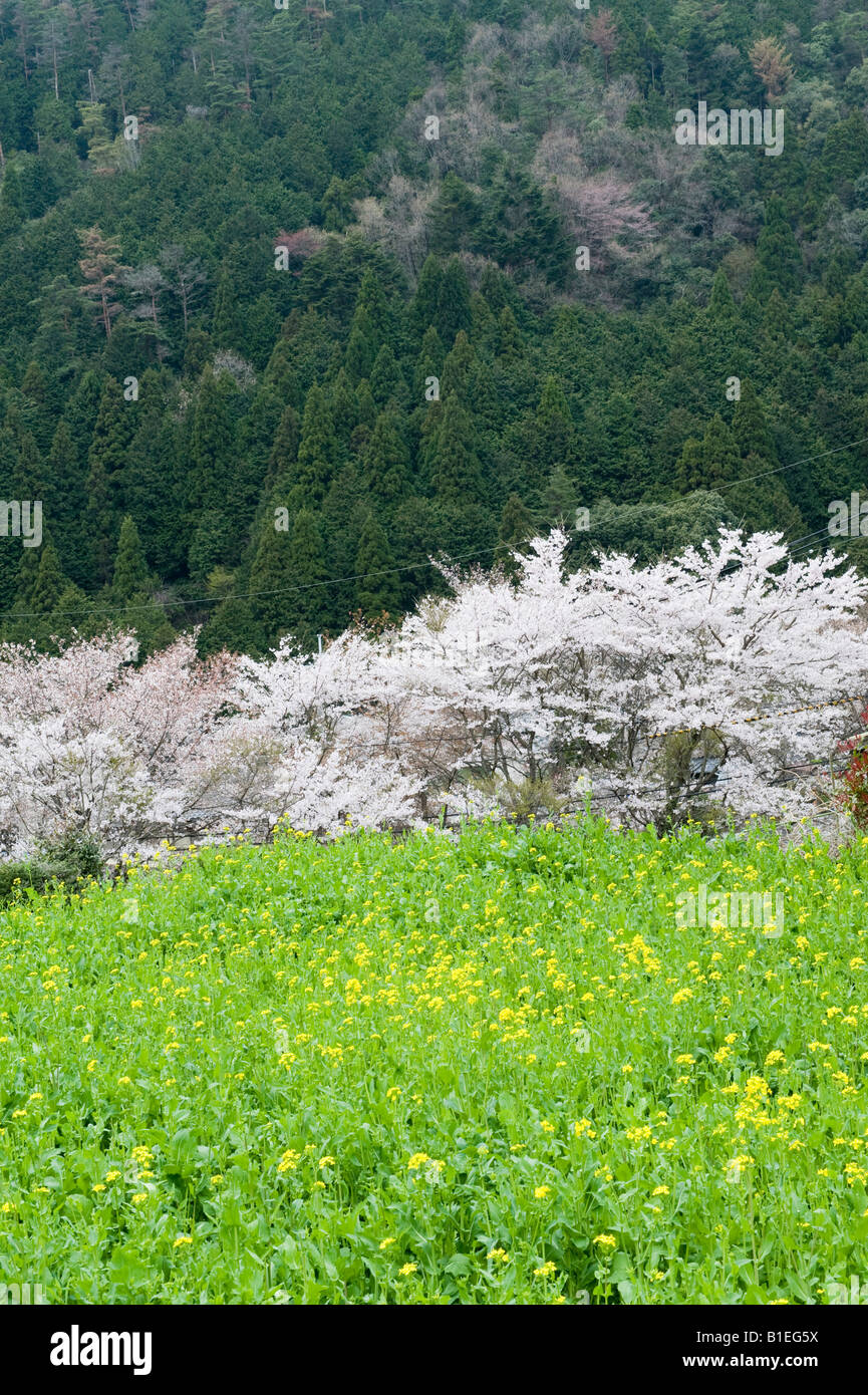 Japanese cherry blossom trees hi-res stock photography and images - Alamy
