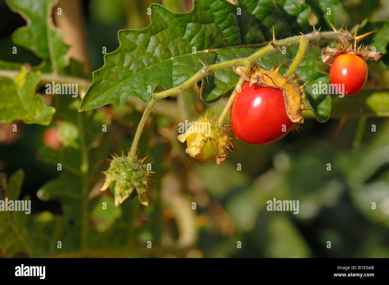 Sticky Nightshade Solanum sisymbrifolium twig with fruit Stock Photo ...