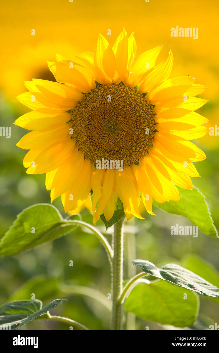 sunflower,blossom, blue, clear, sky, close, up, open, colour, image ...