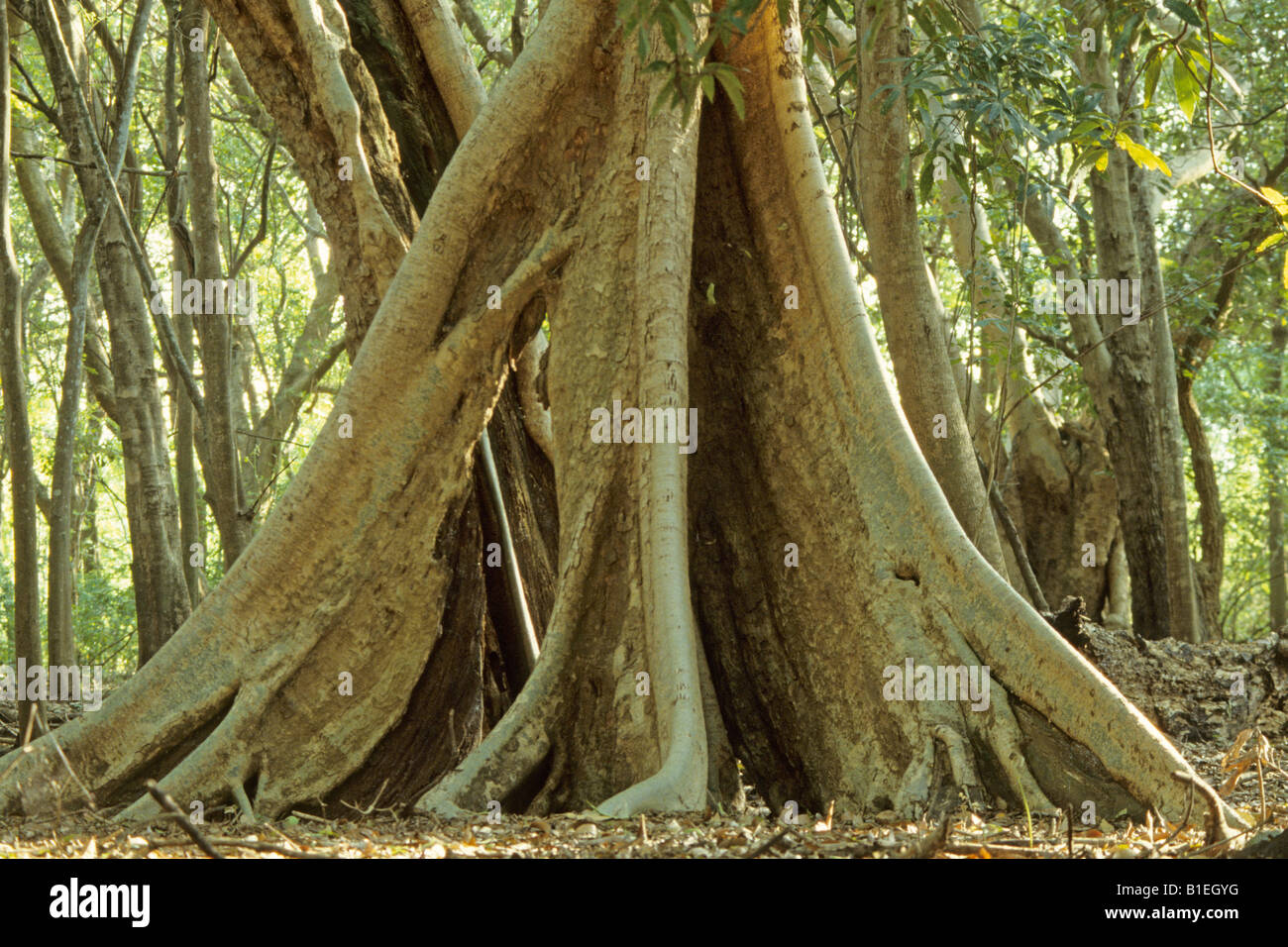 Sycamore Fig Tree, Mulberry Fig, Pharoah Fig (Ficus sycomorus ...