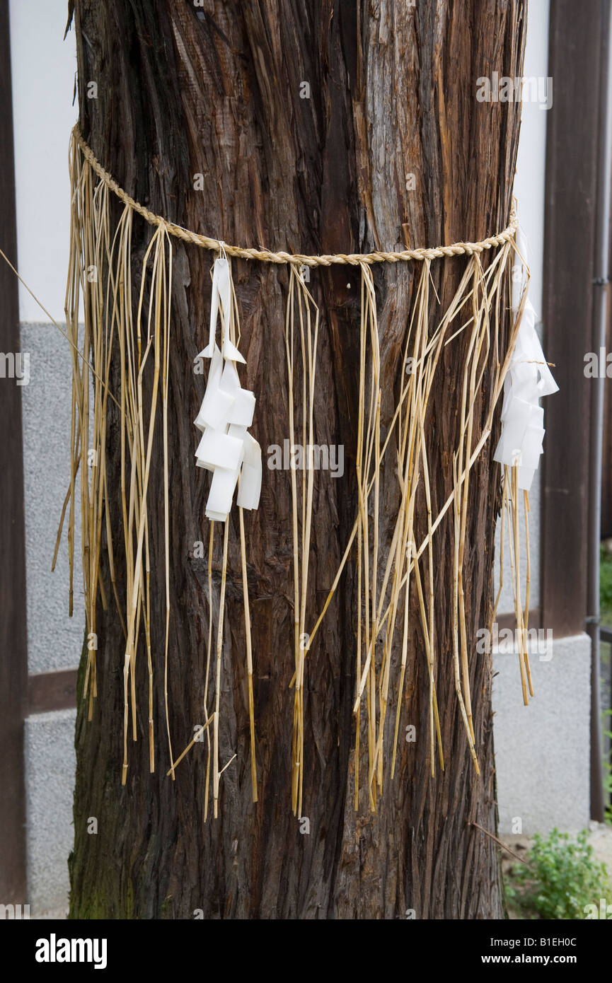 Kyoto, Japan. A shimenawa, a rice straw rope denoting a sacred tree ...