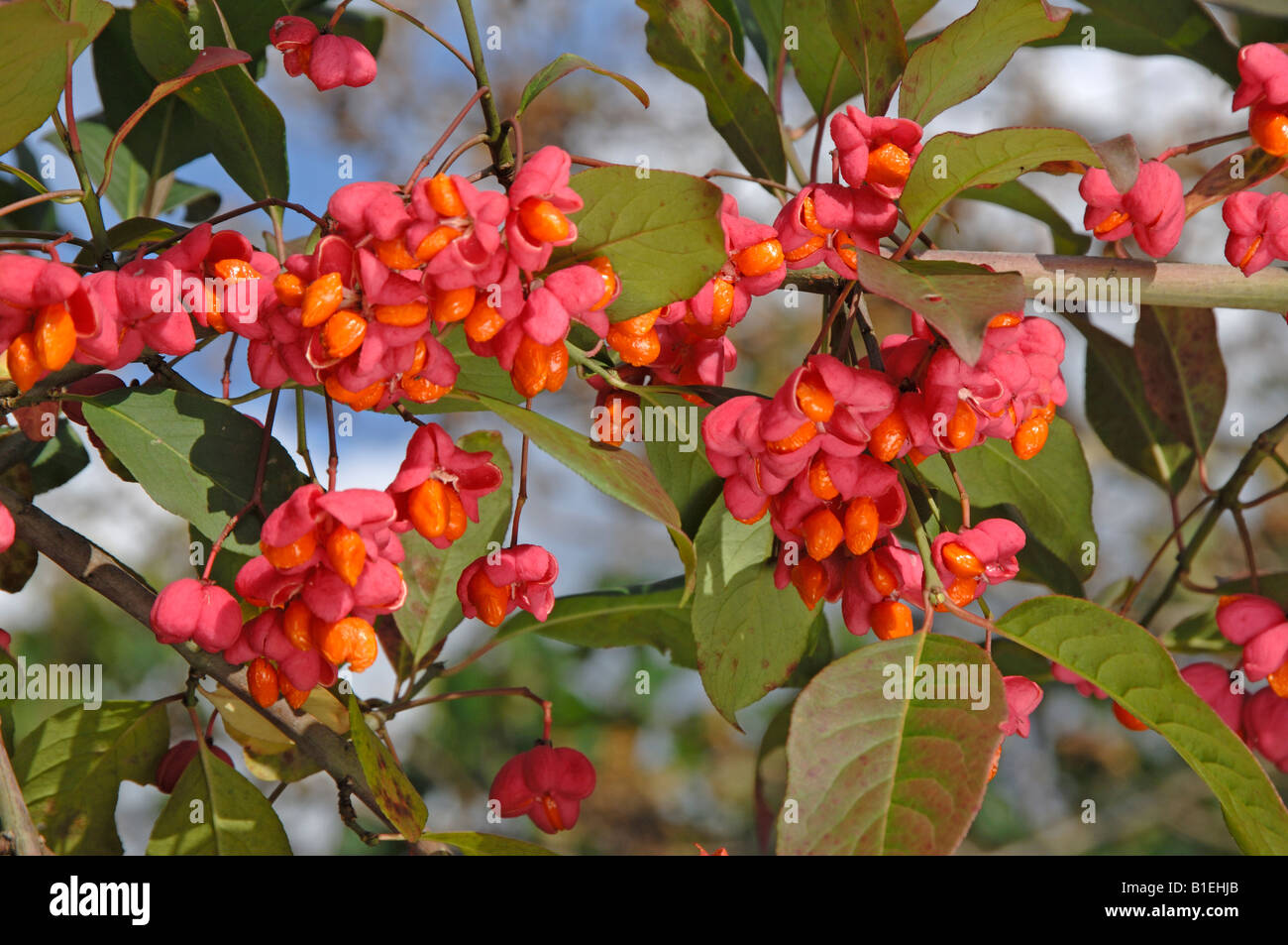 Common Spindle (Euonymus europaeus Red Cascade), twigs with ripe fruit ...