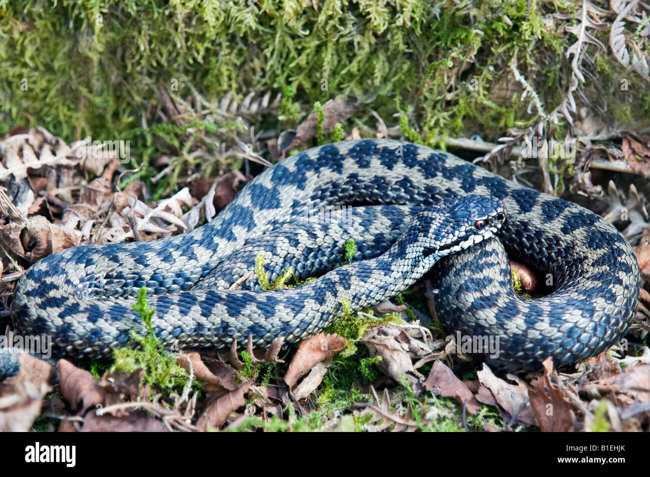 Adder scotland hi-res stock photography and images - Alamy