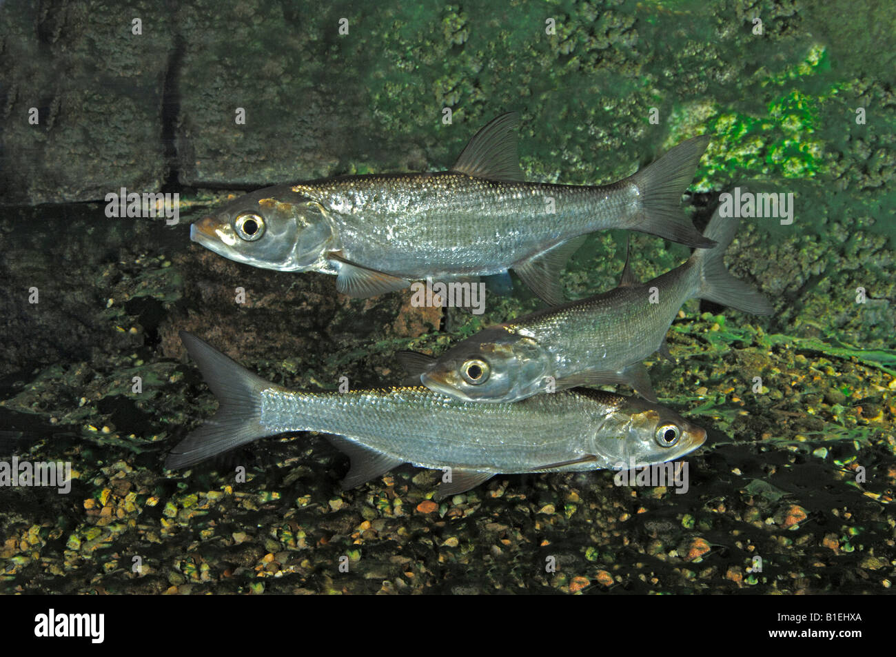 Asp (fish) High Resolution Stock Photography and Images - Alamy