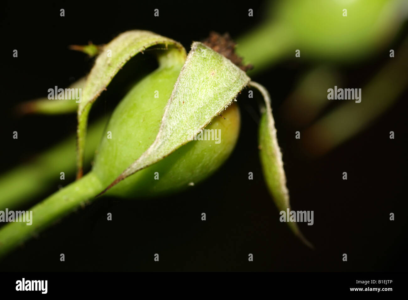 Seed pods of roses hi-res stock photography and images - Alamy