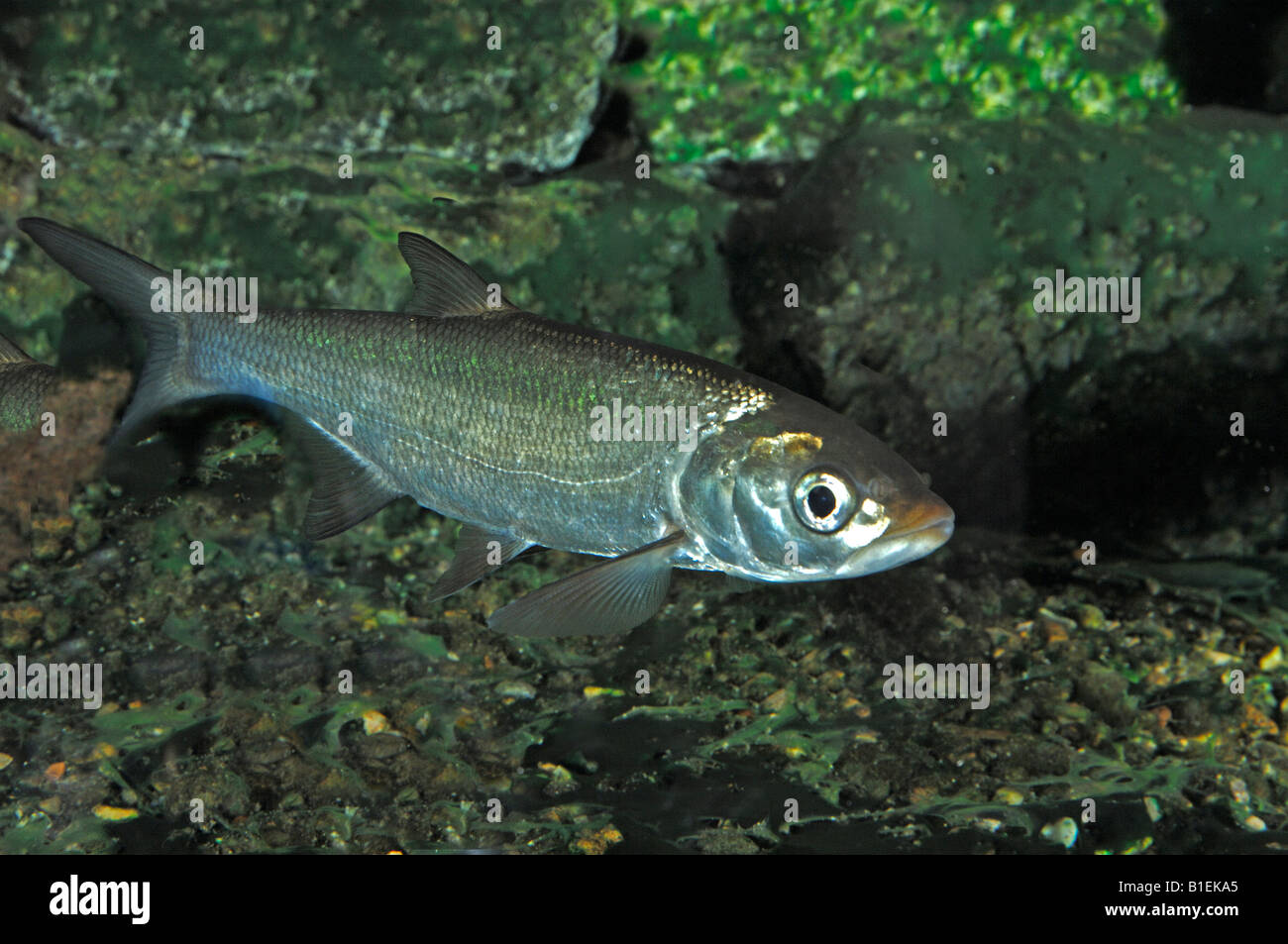 Aspius High Resolution Stock Photography and Images - Alamy