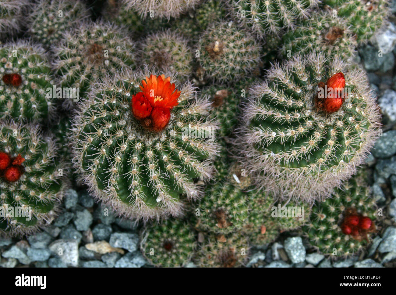 Parodia comarapana, Cactaceae. Bolivia Stock Photo - Alamy