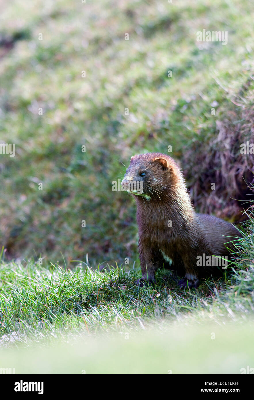 American mink scotland hi-res stock photography and images - Alamy