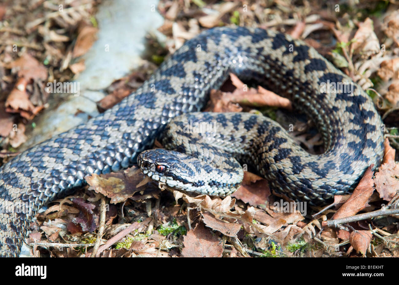 Adder scotland hi-res stock photography and images - Alamy