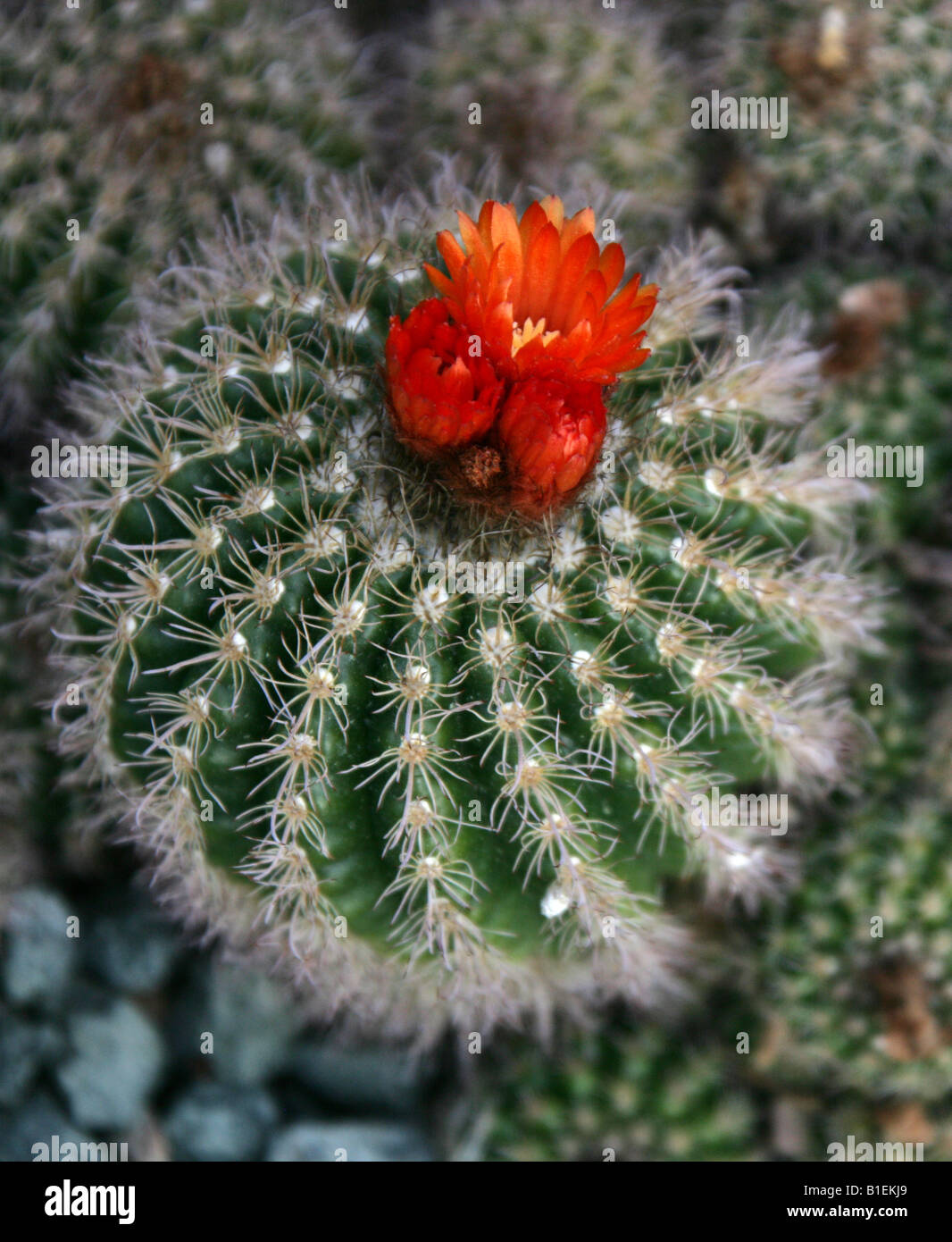 Parodia comarapana, Cactaceae. Bolivia Stock Photo - Alamy