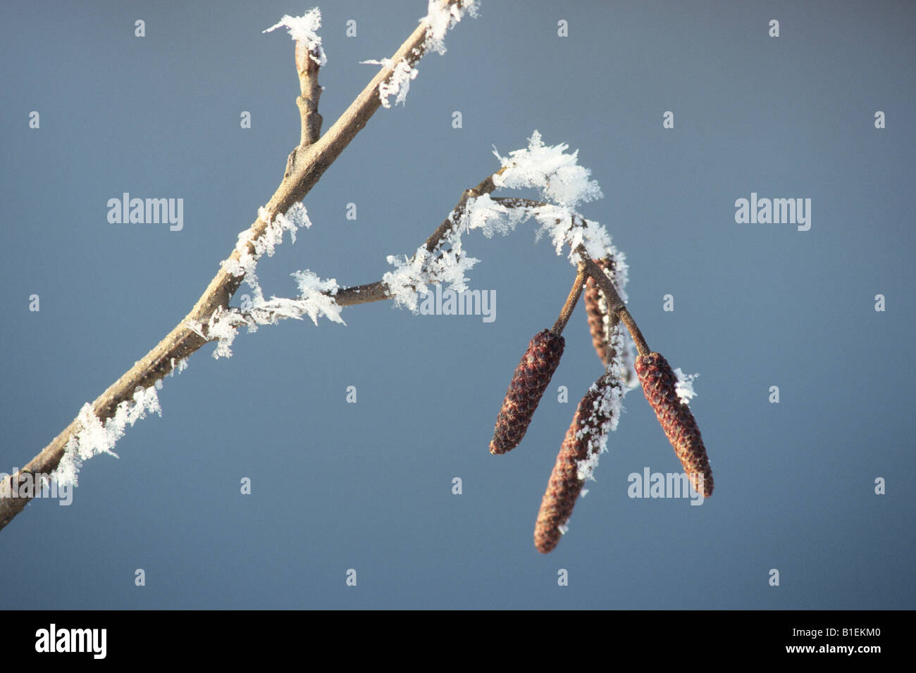Alder (Alnus sp), twig in hoarfrost Stock Photo - Alamy