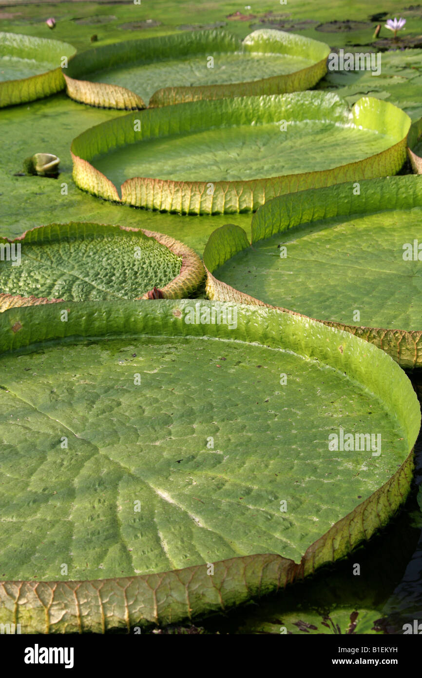 Santa Cruz Water Lily, Victoria cruziana Nymphaeaceae Paraguay South ...