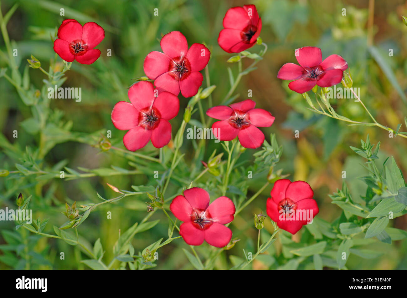 Linum grandiflorum hi-res stock photography and images - Alamy