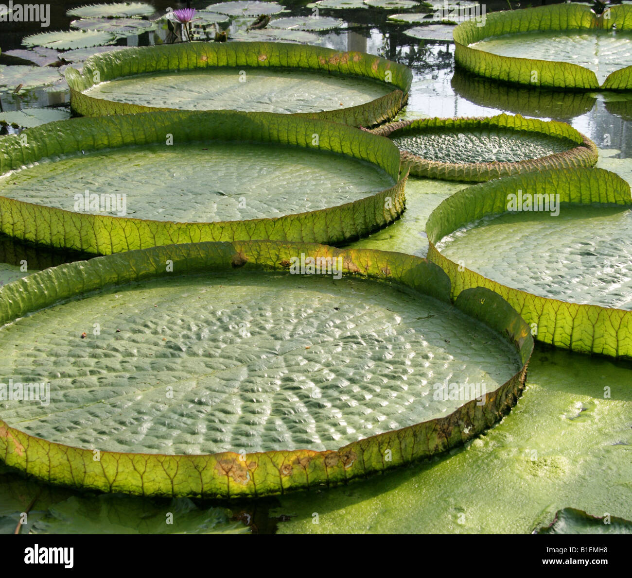 Santa Cruz Water Lily, Victoria cruziana Nymphaeaceae Paraguay South ...