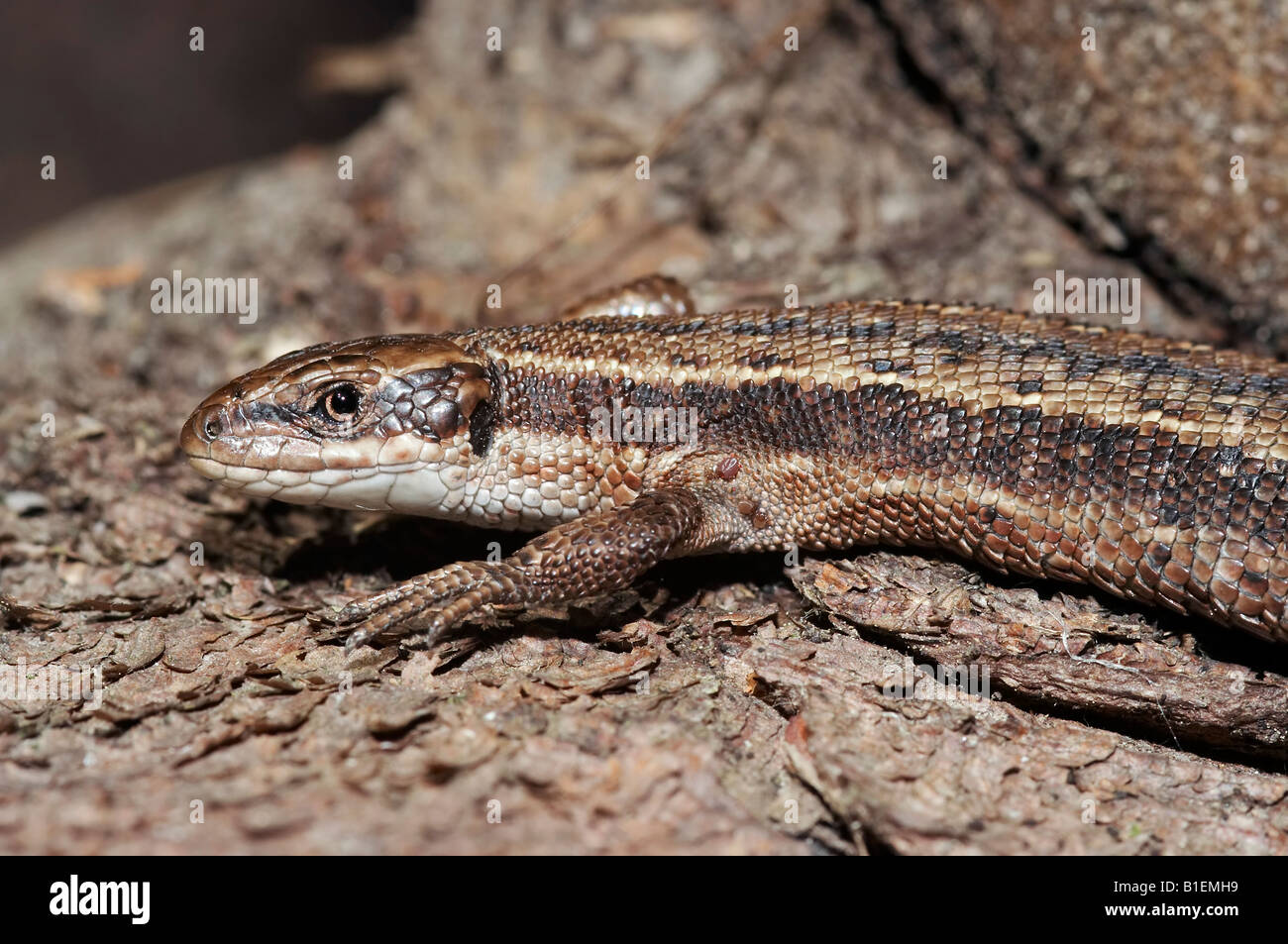 Lizard reptile reptilian creeper animal hi-res stock photography and ...