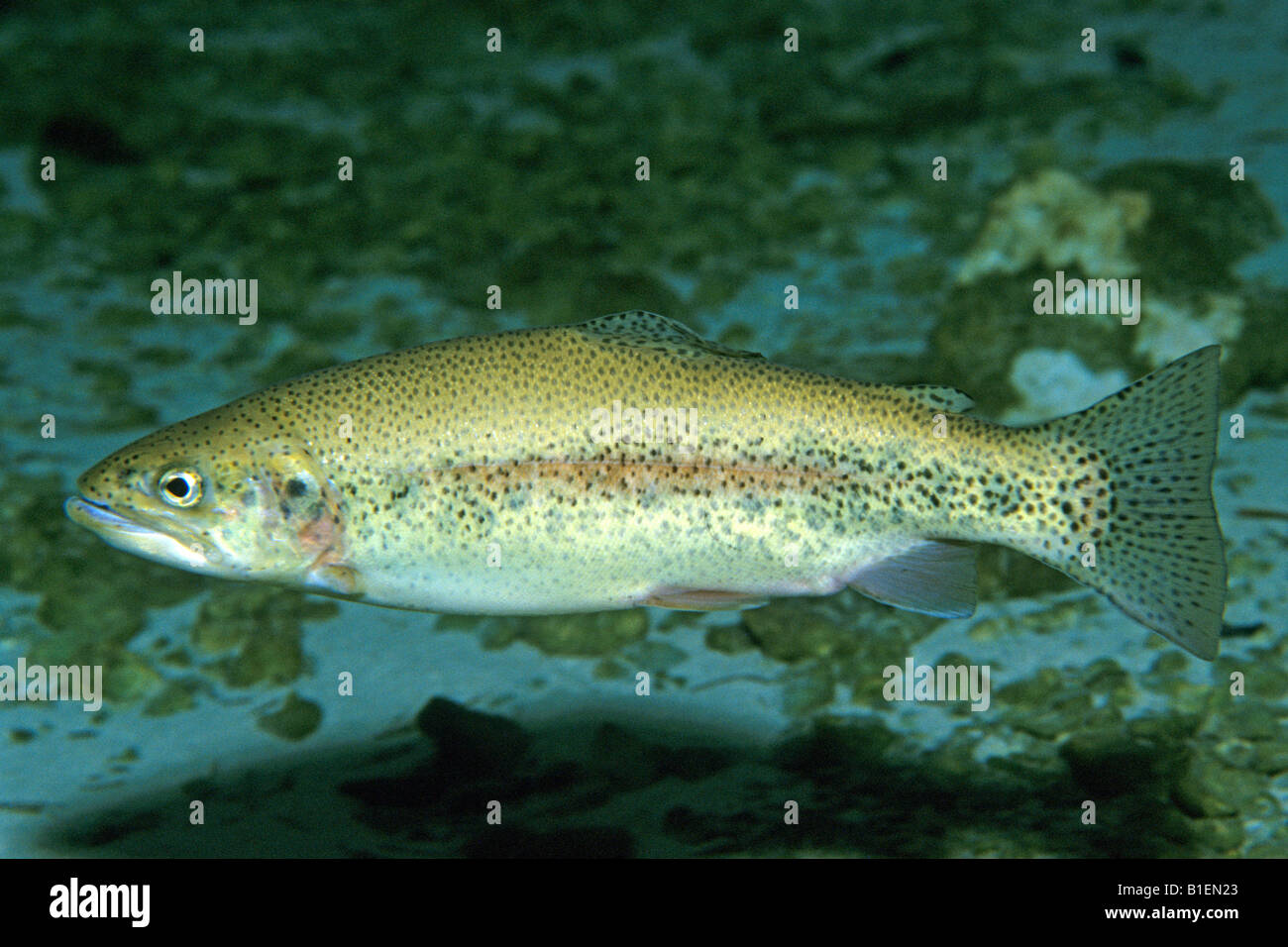 Salmo mykiss hi-res stock photography and images - Alamy