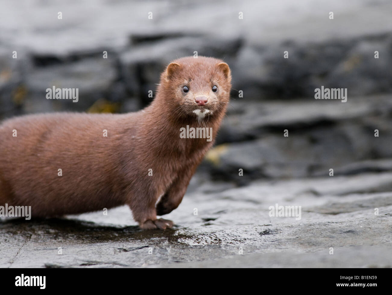 mink mustela vison isle of mull scotland Stock Photo - Alamy