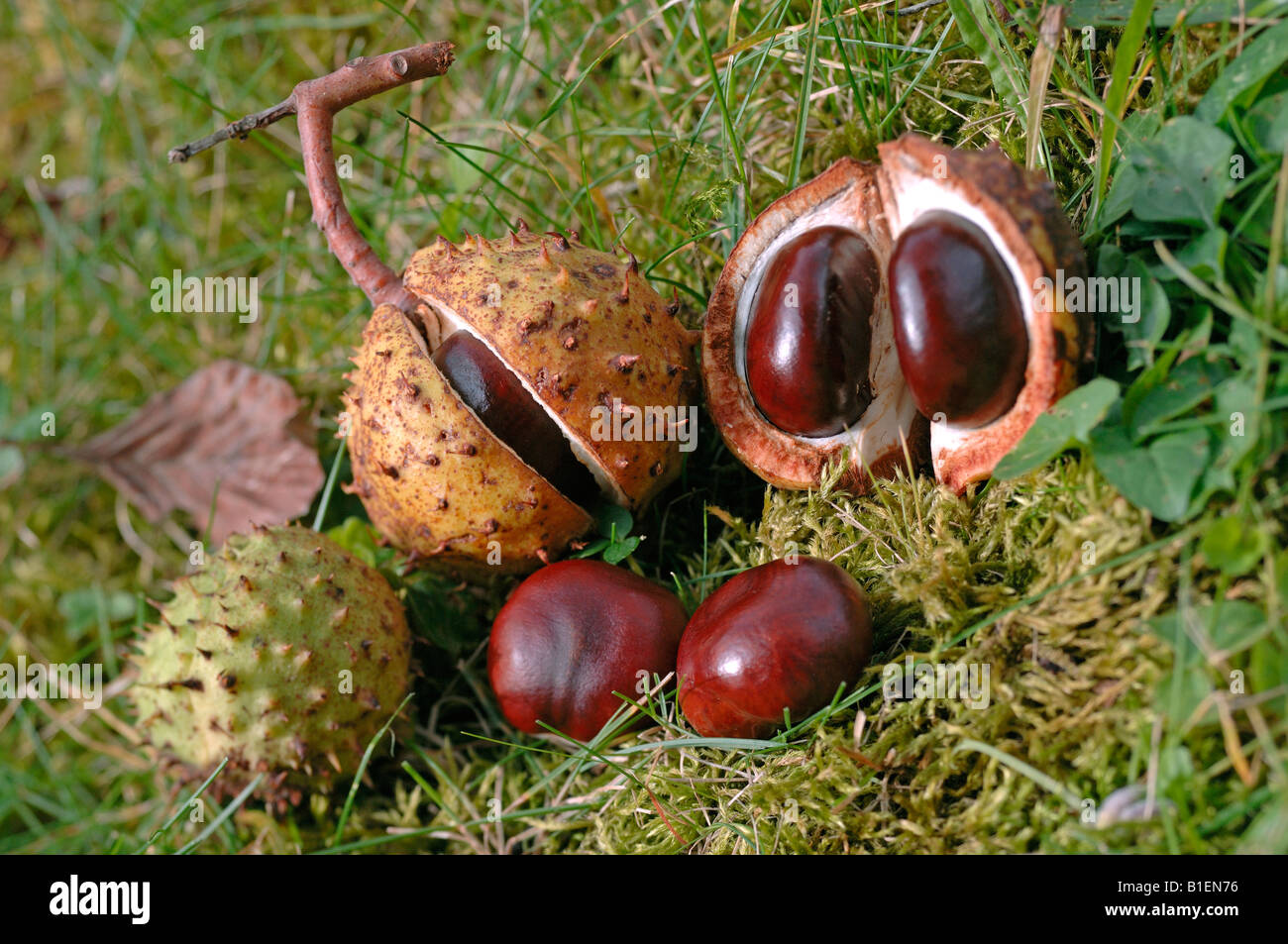 Aesculus Hippocastanum Homeopathic