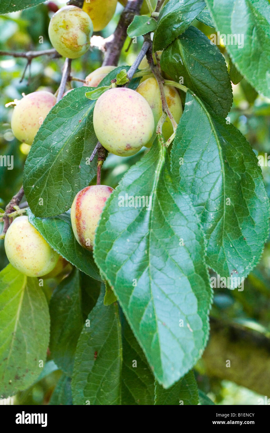 Young plum fruit on tree Stock Photo - Alamy