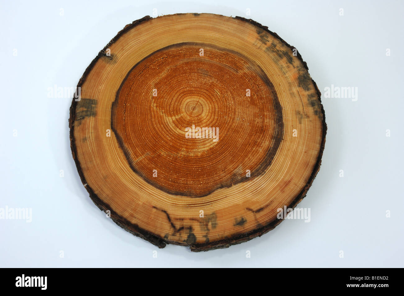 Cross section conifer tree trunk hi-res stock photography and images ...
