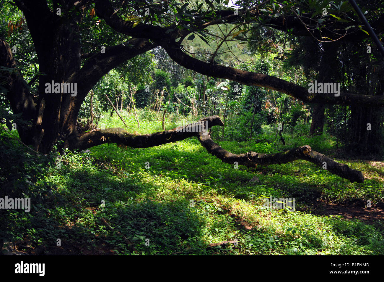 branches of a tree Stock Photo - Alamy