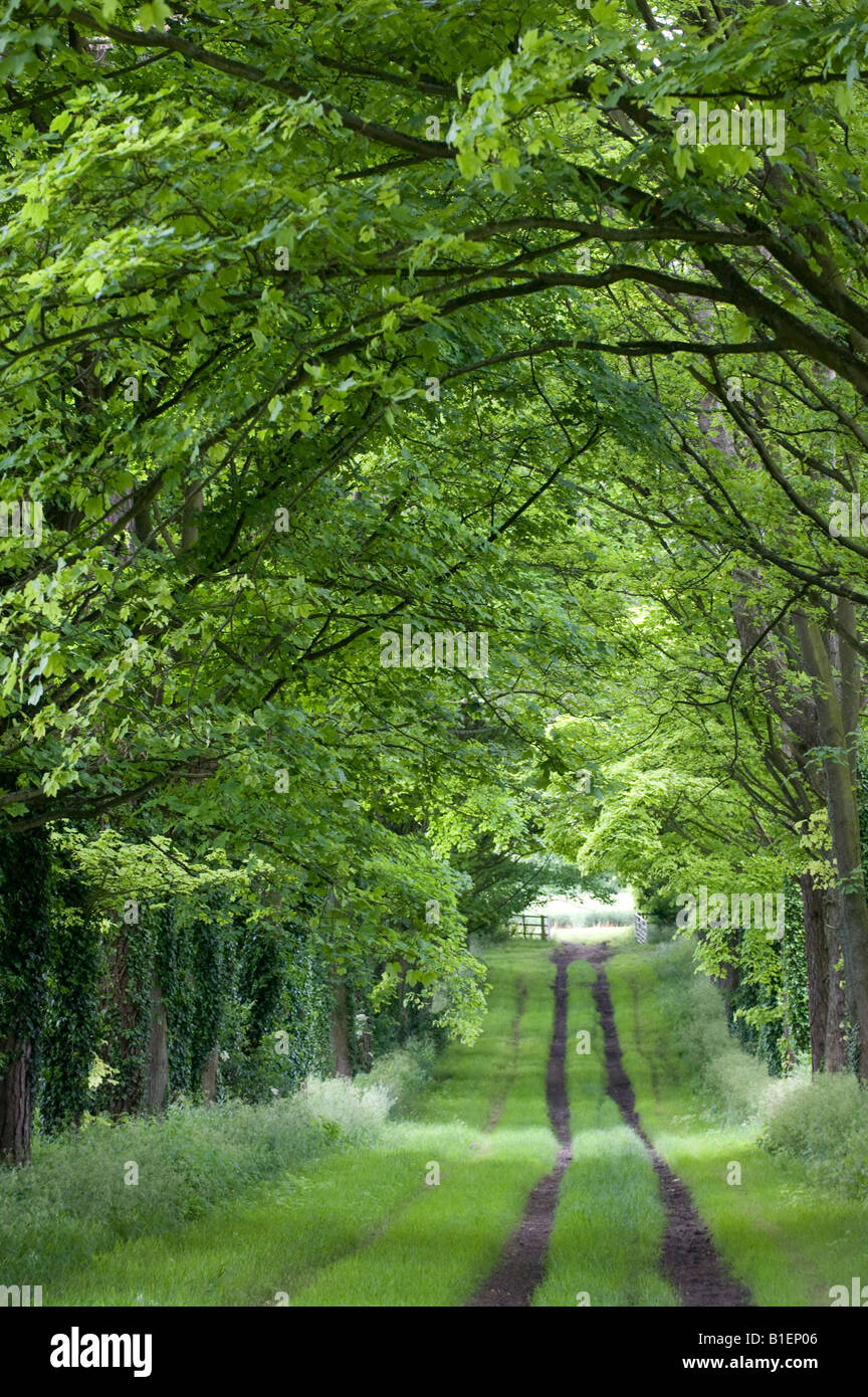 Bridal path bridle path hi-res stock photography and images - Alamy