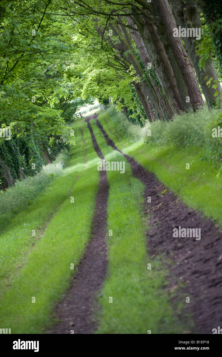 Tree lined bridal path Stock Photo - Alamy