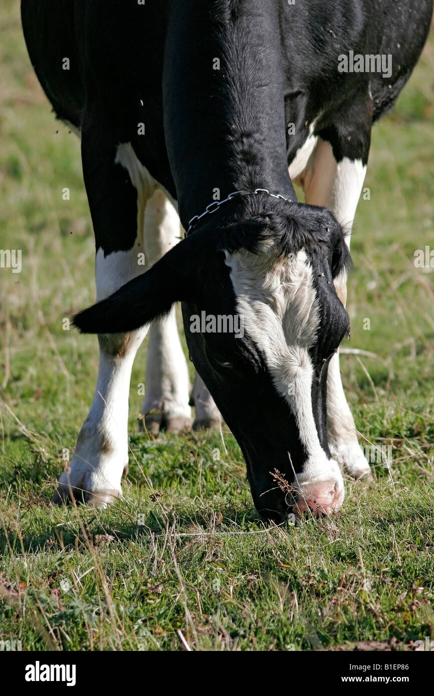 A white and black cow browsing in a field Stock Photo - Alamy