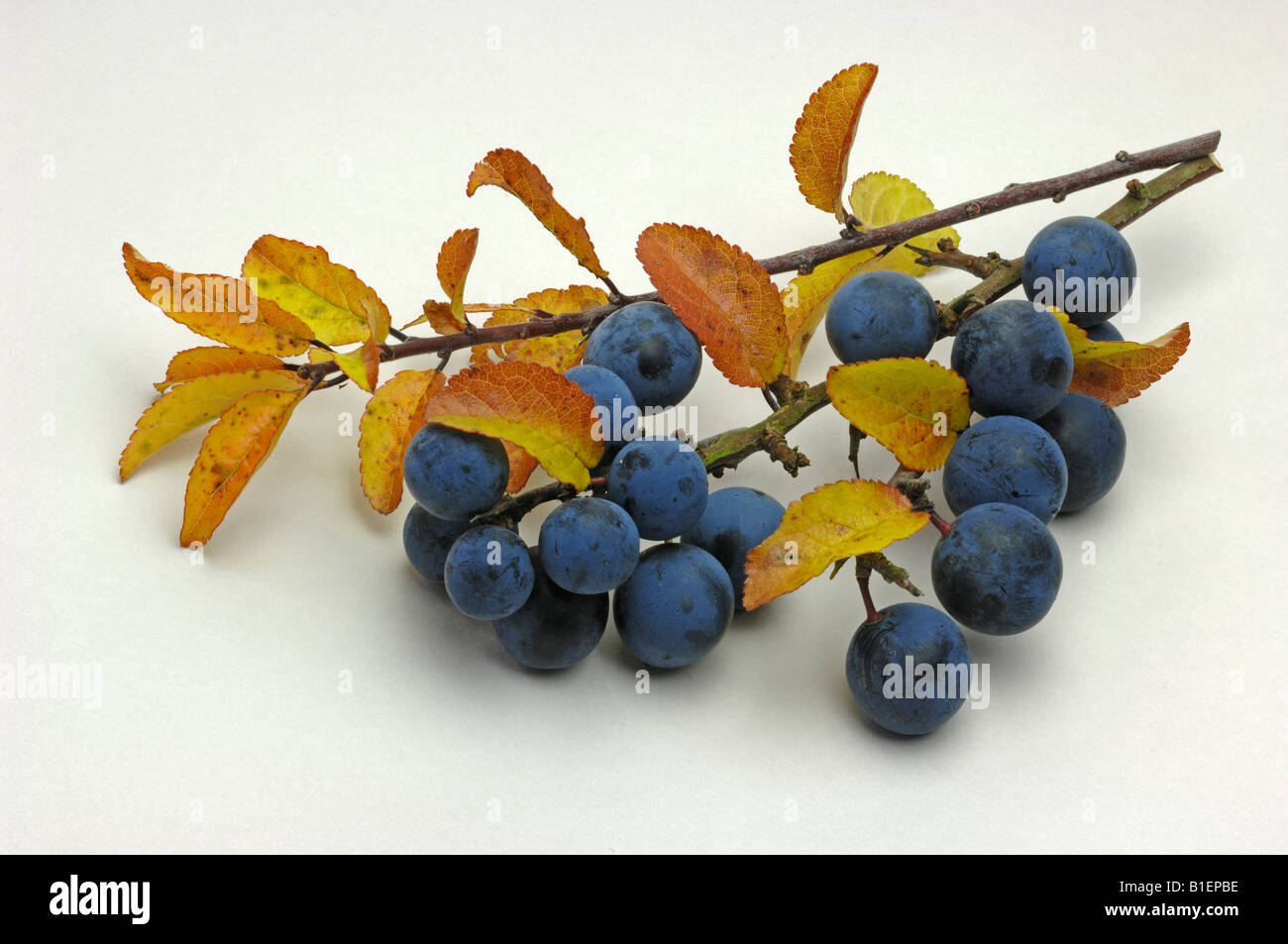 Blackthorn Sloe (Prunus spinosa), autumn twig with berries, studio ...