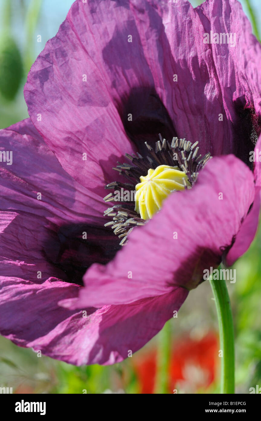 Purple Opium Poppy Stock Photo - Alamy