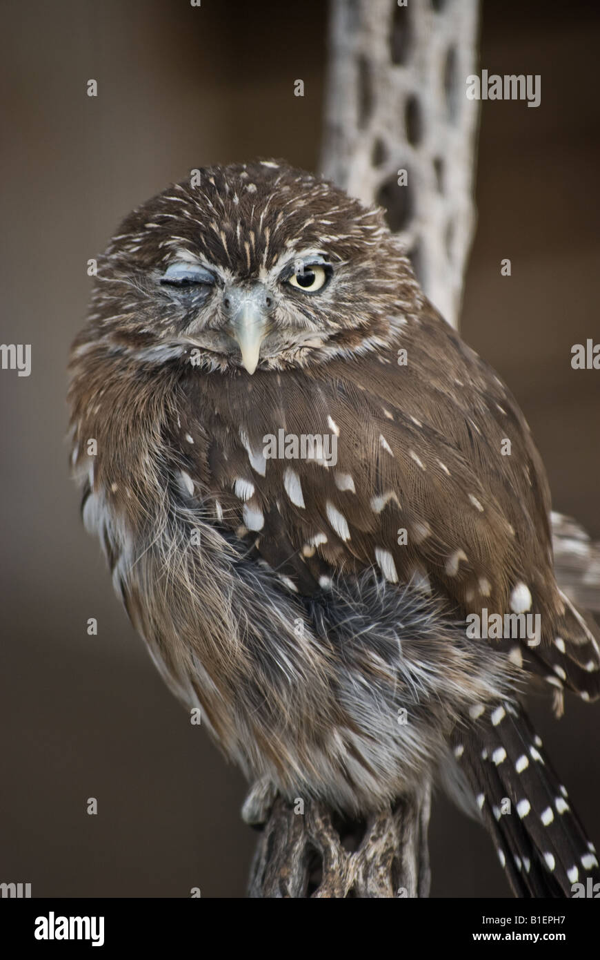 Winking owl hi-res stock photography and images - Alamy