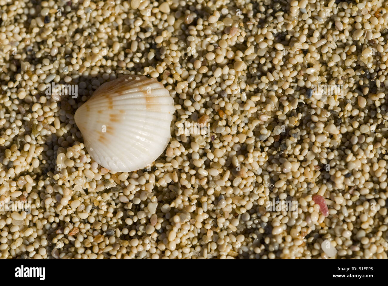 Close up details of oolitic sand in Cleopatra Beach Sedir Island Gokova ...