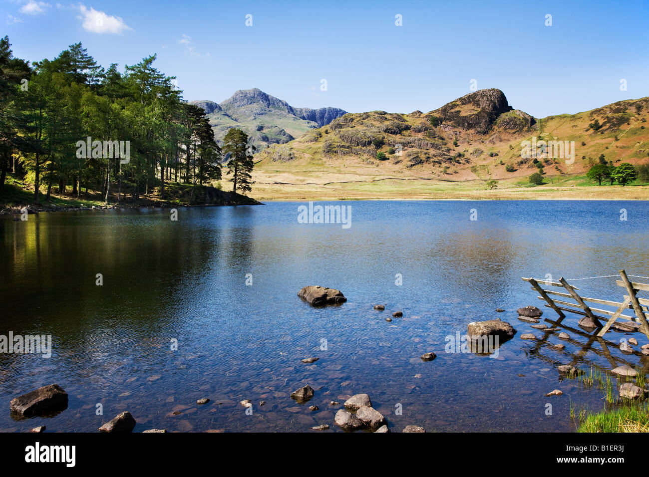 Blea Tarn In May Spring Colours And Pine Tree Forest Reflections On The ...