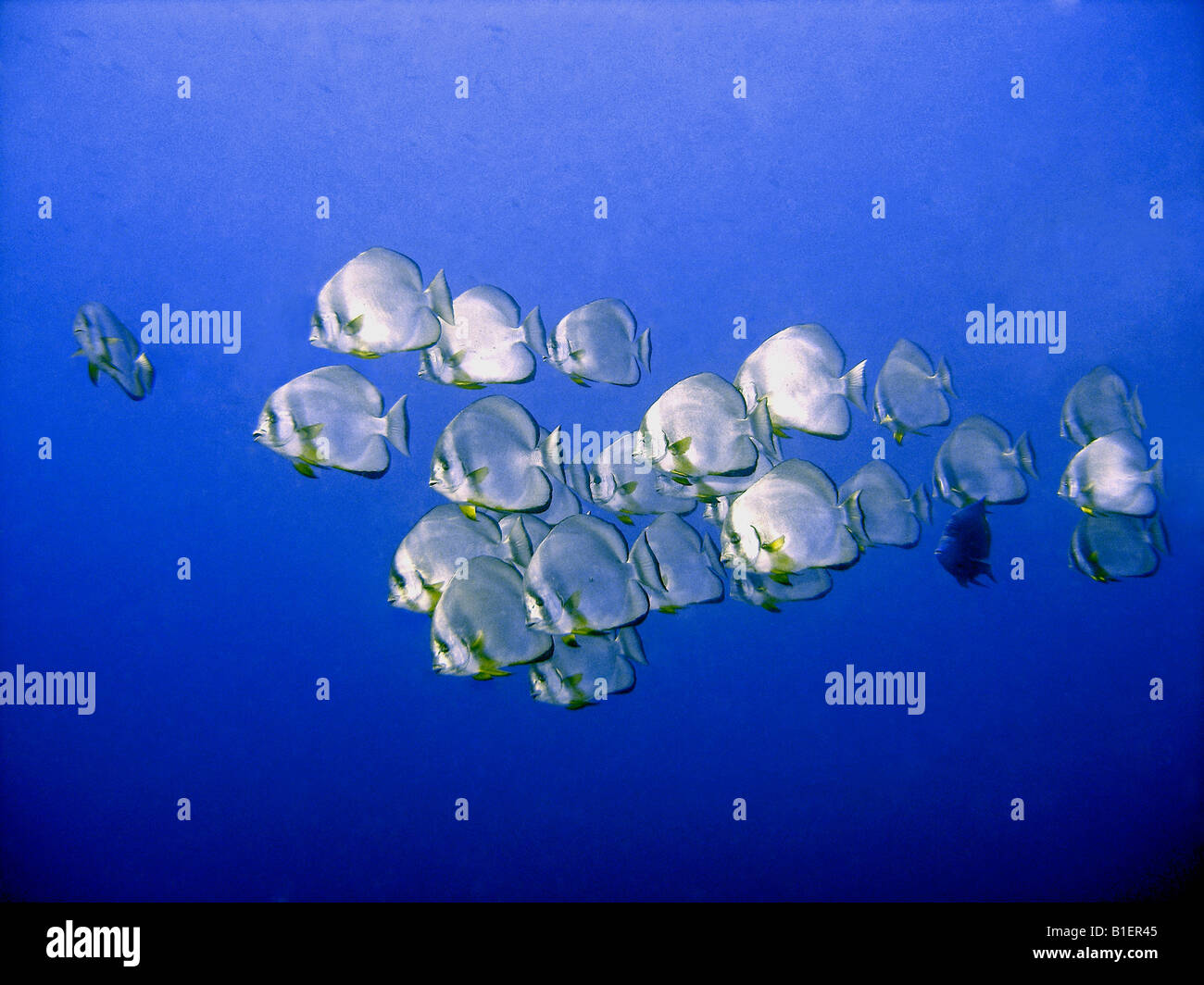 circular bat fish schooling at shark reef sinai Stock Photo - Alamy