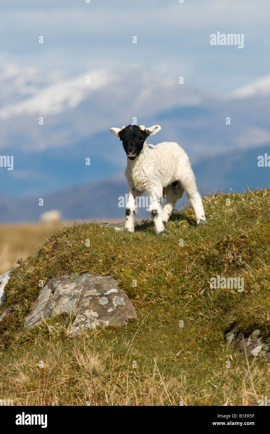 scottish blackface lamb isle of mull scotland Stock Photo - Alamy