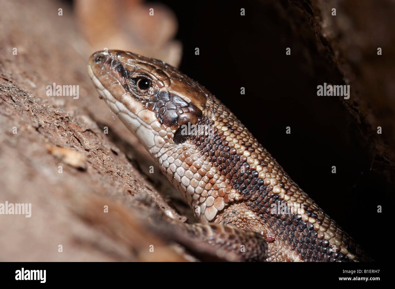 Lizard reptile reptilian creeper animal hi-res stock photography and ...