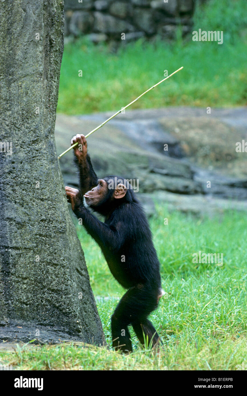 Chimpanzee (Pan troglodytes), young using stick to pull termites from ...