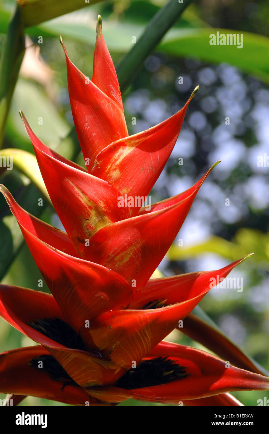 Leen flower hi-res stock photography and images - Alamy