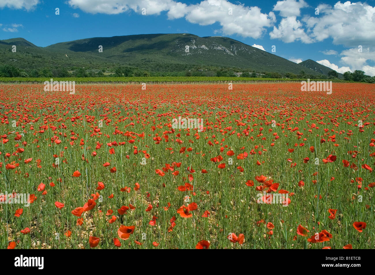 French poppy field hi-res stock photography and images - Alamy