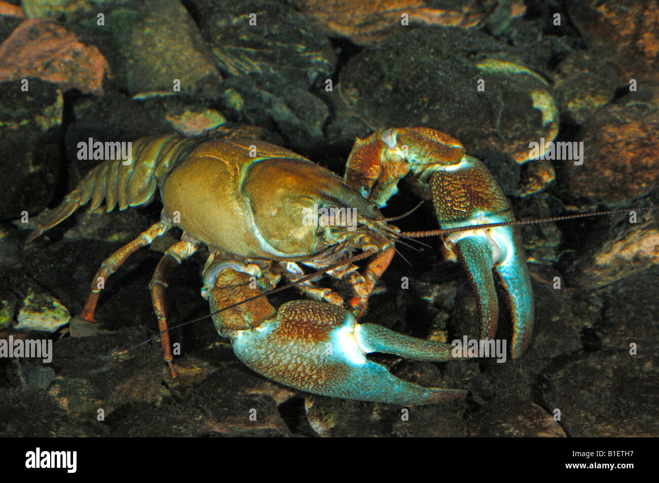 Signal Crayfish (Pacifastacus leniusculus Stock Photo - Alamy