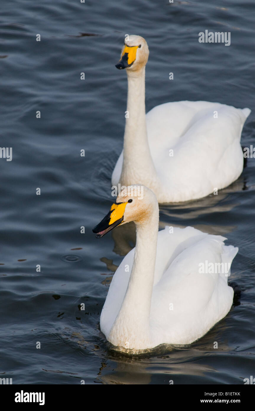whooper swans cygnus cygnus solway firth scotland Stock Photo - Alamy