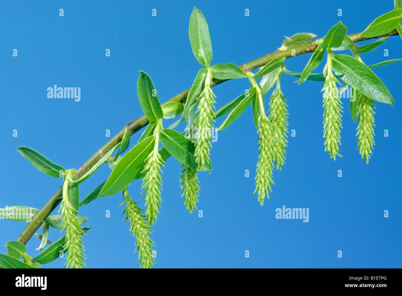 White Willow (Salix alba), twig with female blossoms Stock Photo - Alamy