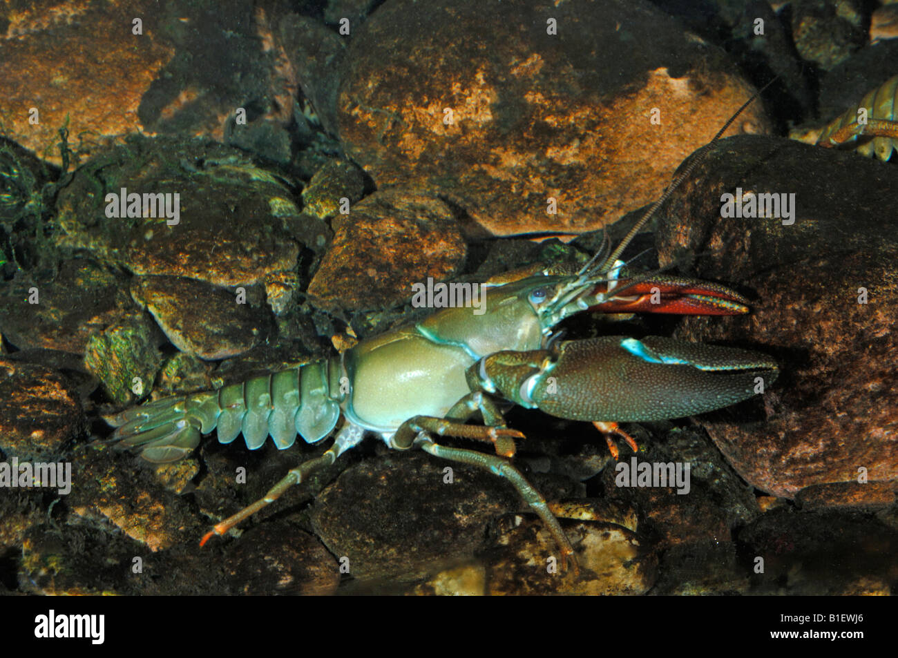 Signal Crayfish (Pacifastacus leniusculus Stock Photo - Alamy
