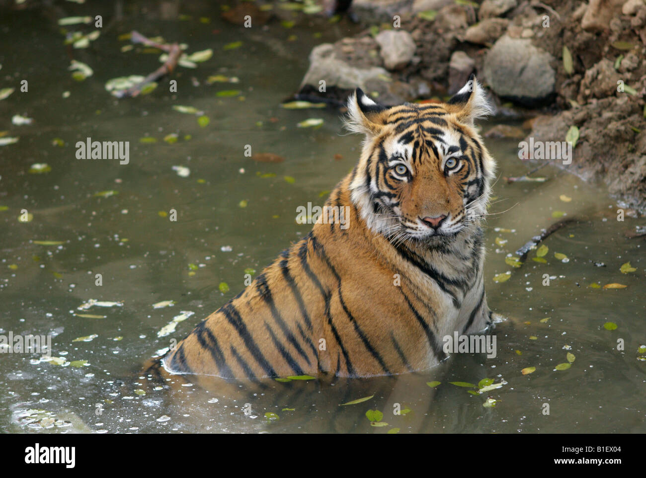 Hunter scent spray hi-res stock photography and images - Alamy