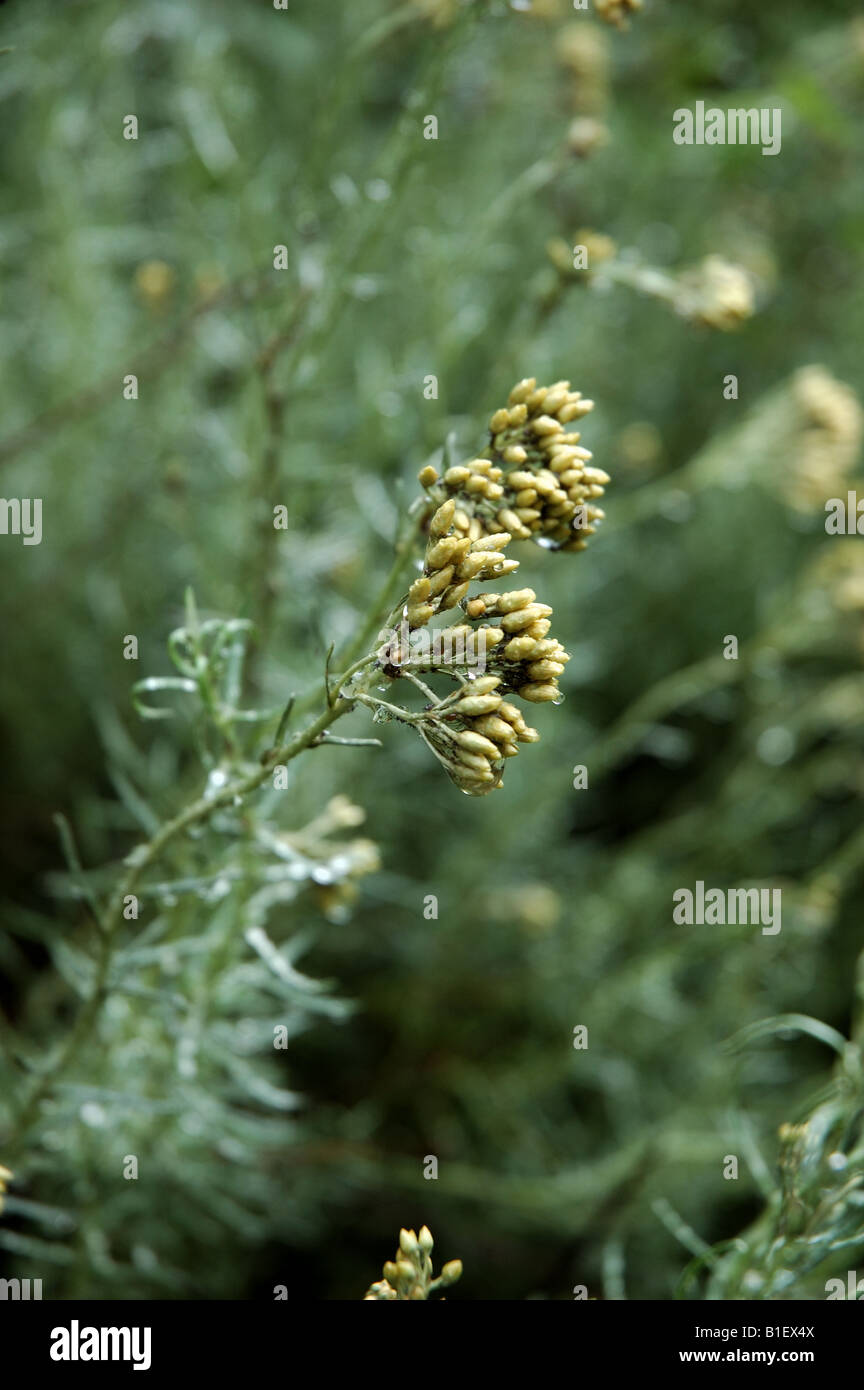 Immortelle corsica hi-res stock photography and images - Alamy